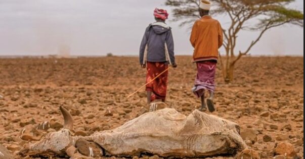 Mandera bears brunt of Kenya’s worsening drought as millions face ...