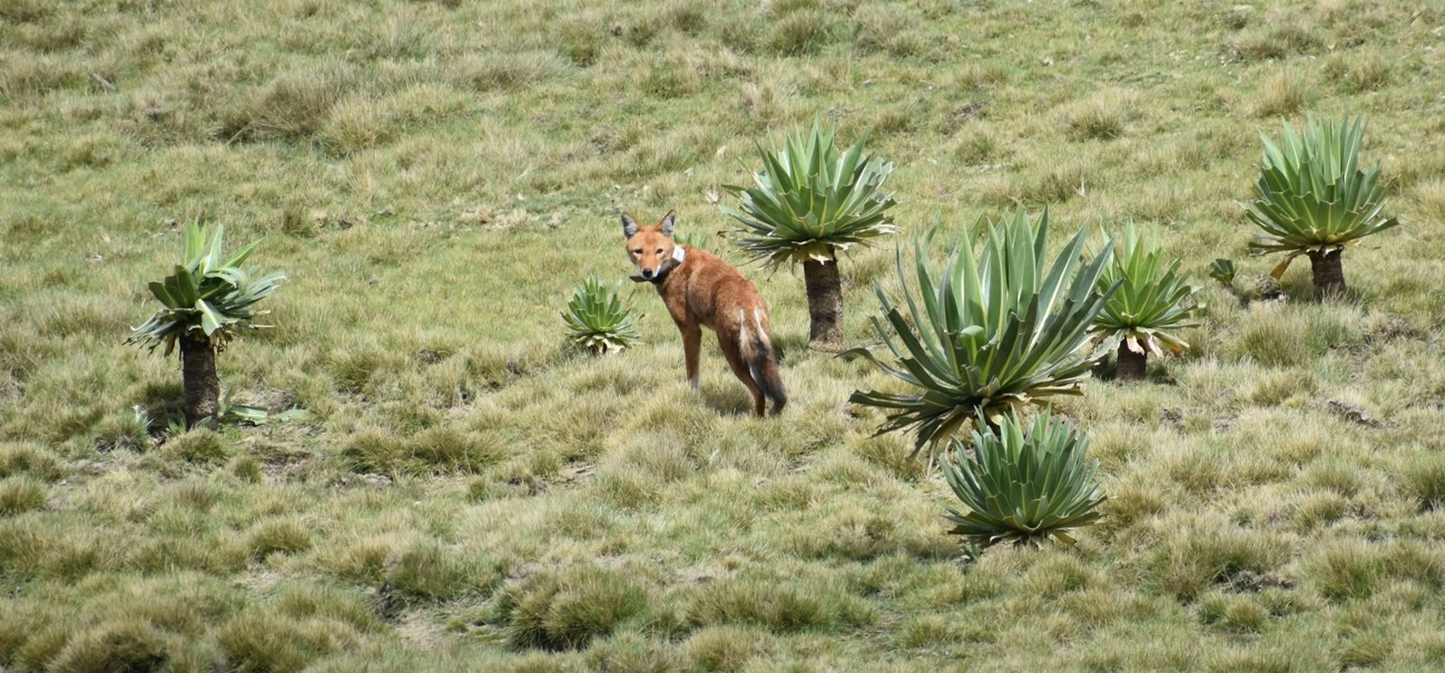 Africa’s rarest carnivore: Inside first-ever rescue, care and release ...