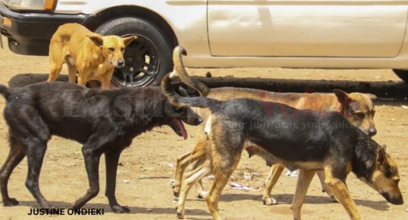 Nairobi targets stray dogs in week-long operation to protect residents ...