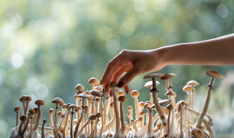 Magic mushrooms: New African species sheds light on the history of the ...